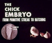 Chicken Development - Embryology