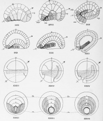 Paper - The Organization and Cell-Lineage of the Ascidian Egg - Embryology