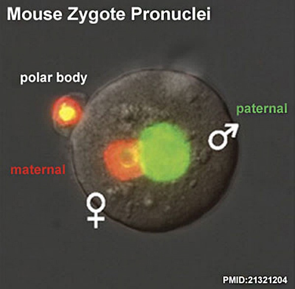 Zygote - Embryology