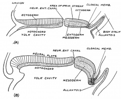 Category:Notochord - Embryology