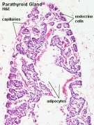 Endocrine - Parathyroid Development - Embryology