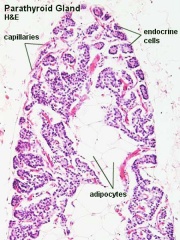 Endocrine - Parathyroid Development - Embryology