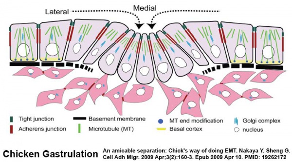 Gastrulation - Embryology