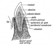 Integumentary System - Tooth Development - Embryology