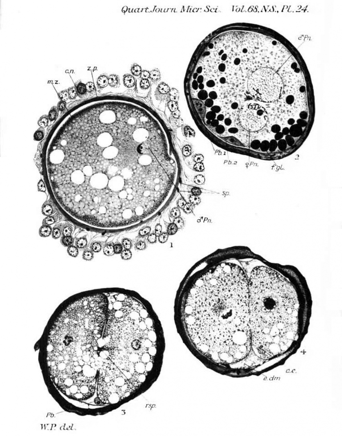 The early development of the cat - figures - Embryology
