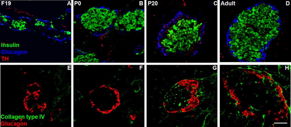 Endocrine - Pancreas Development - Embryology
