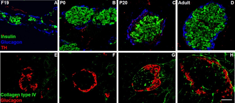 Endocrine - Pancreas Development - Embryology