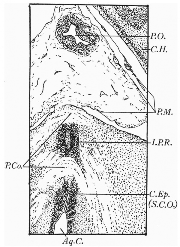 Paper - Development and histogenesis of the human pineal organ - Embryology