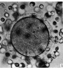 Paper - Phases of Maturation and Fertilization in Human Ova - Embryology