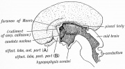 Endocrine - Pineal Development - Embryology