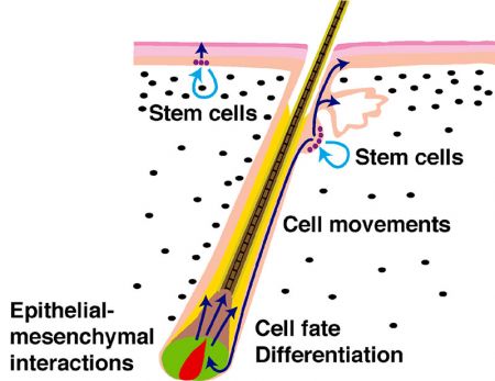 Integumentary System - Hair Development - Embryology
