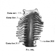 Musculoskeletal System - Axial Skeleton Development - Embryology
