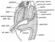 Gastrointestinal Tract - Gallbladder Development - Embryology