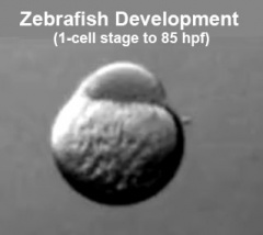 Zebrafish Development - Embryology