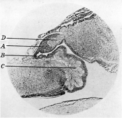 Endocrine - Pineal Development - Embryology