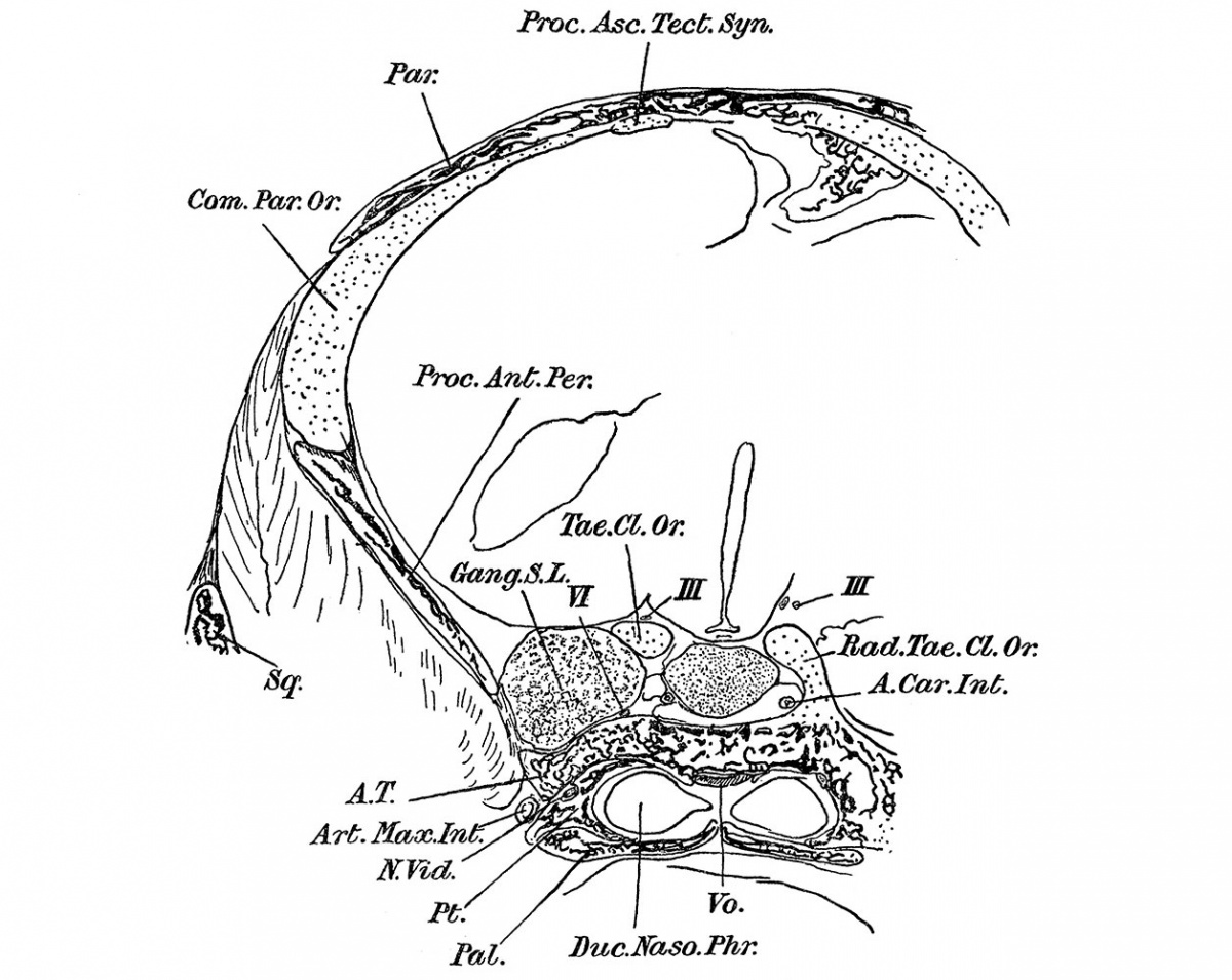 Paper - The Monotreme Skull - A Contribution to Mammalian Morphogenesis ...