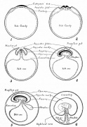 Category:Coelomic Cavity - Embryology