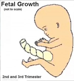 Fetal Development Movie - Embryology