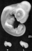 Hamburger Hamilton Stages - Embryology