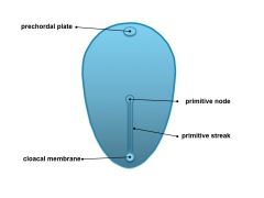 Lecture - Heart Development - Embryology
