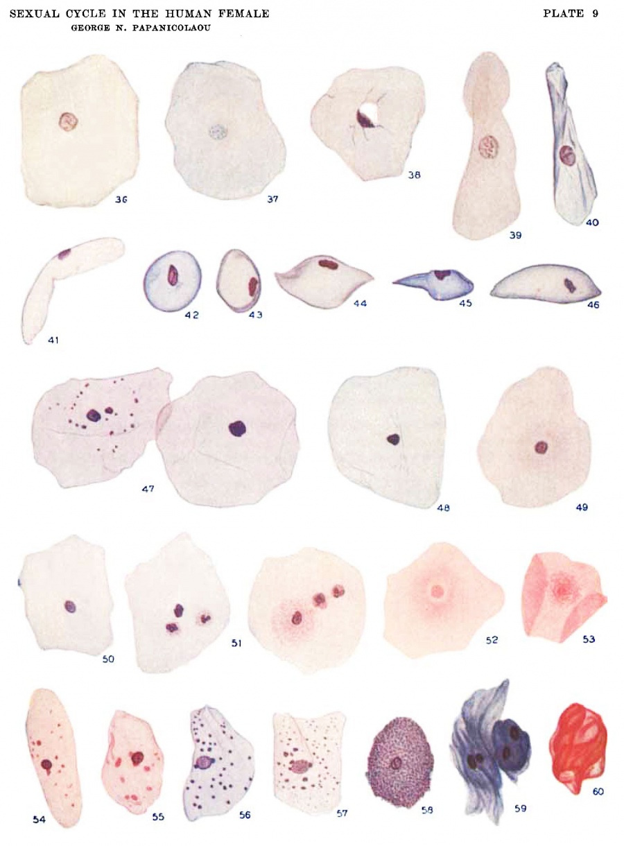 Paper - The Sexual Cycle in the Human Female as revealed by Vaginal ...